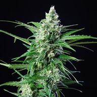 Osta Royal AK Auto -kannabiksen siemeniä - Royal Queen Seeds