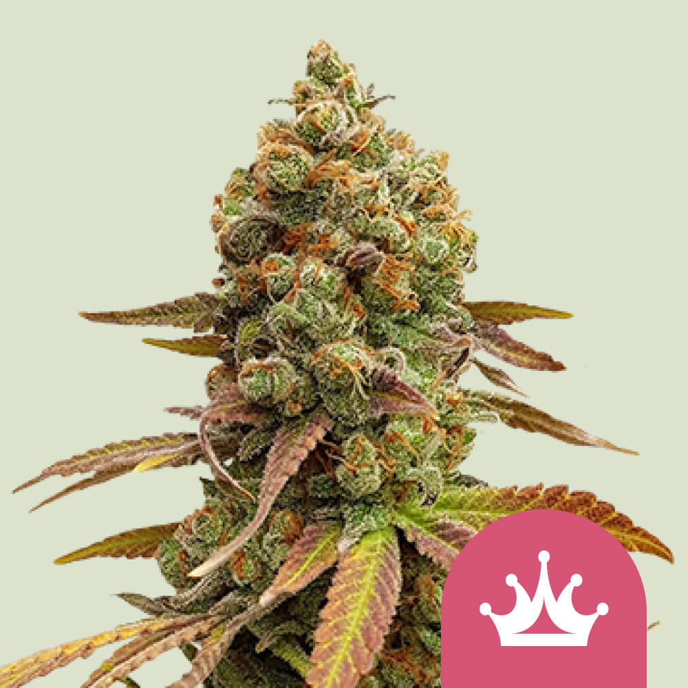 Osta Special Queen 1 -kannabiksen siemeniä 👑 - Royal Queen Seeds