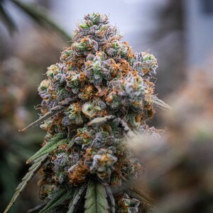 Osta Medusa F1 -hybridikannabiksen siemenet