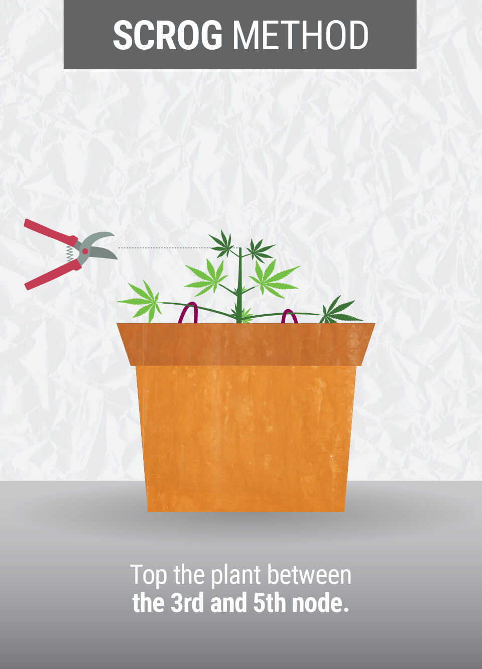 Screen of Green eli ScrOG-menetelmä kannabiksen kasvatuksessa - RQS Blog