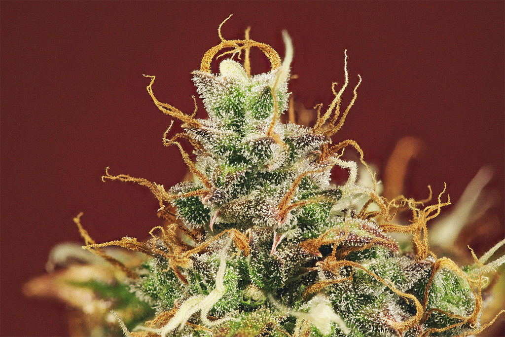 Emien merkitys kannabiksen kasvattajille - RQS Blog